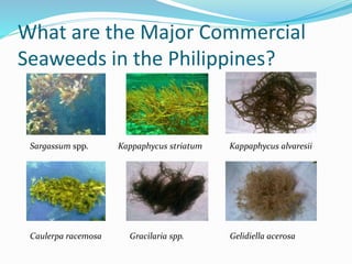 Edible seaweeds in the philippines online