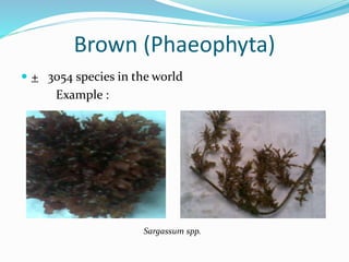 Facts About Seaweeds / Aida Andayog | PPTX
