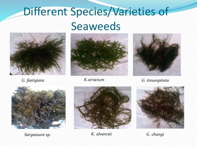 Facts About Seaweeds / Aida Andayog