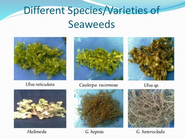 Facts About Seaweeds / Aida Andayog