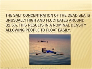 Facts About The Dead Sea | PPT
