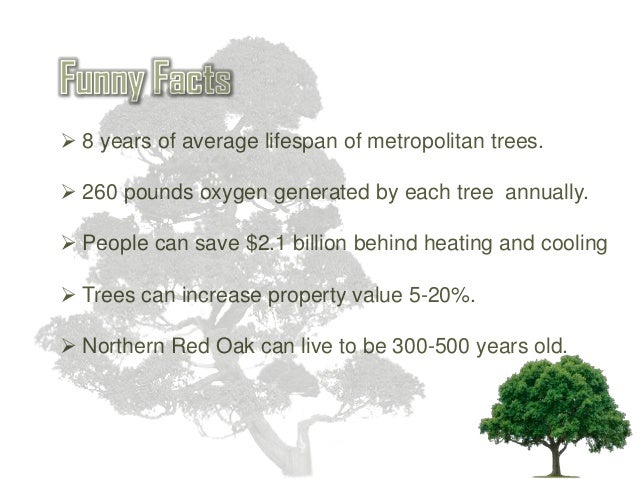 Facts About Trees For Kids