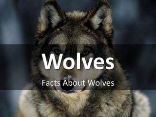 Facts About Wolves | PPT