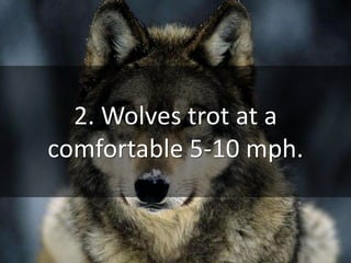 Facts About Wolves | PPTX