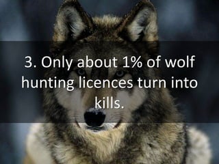 Facts About Wolves | PPTX