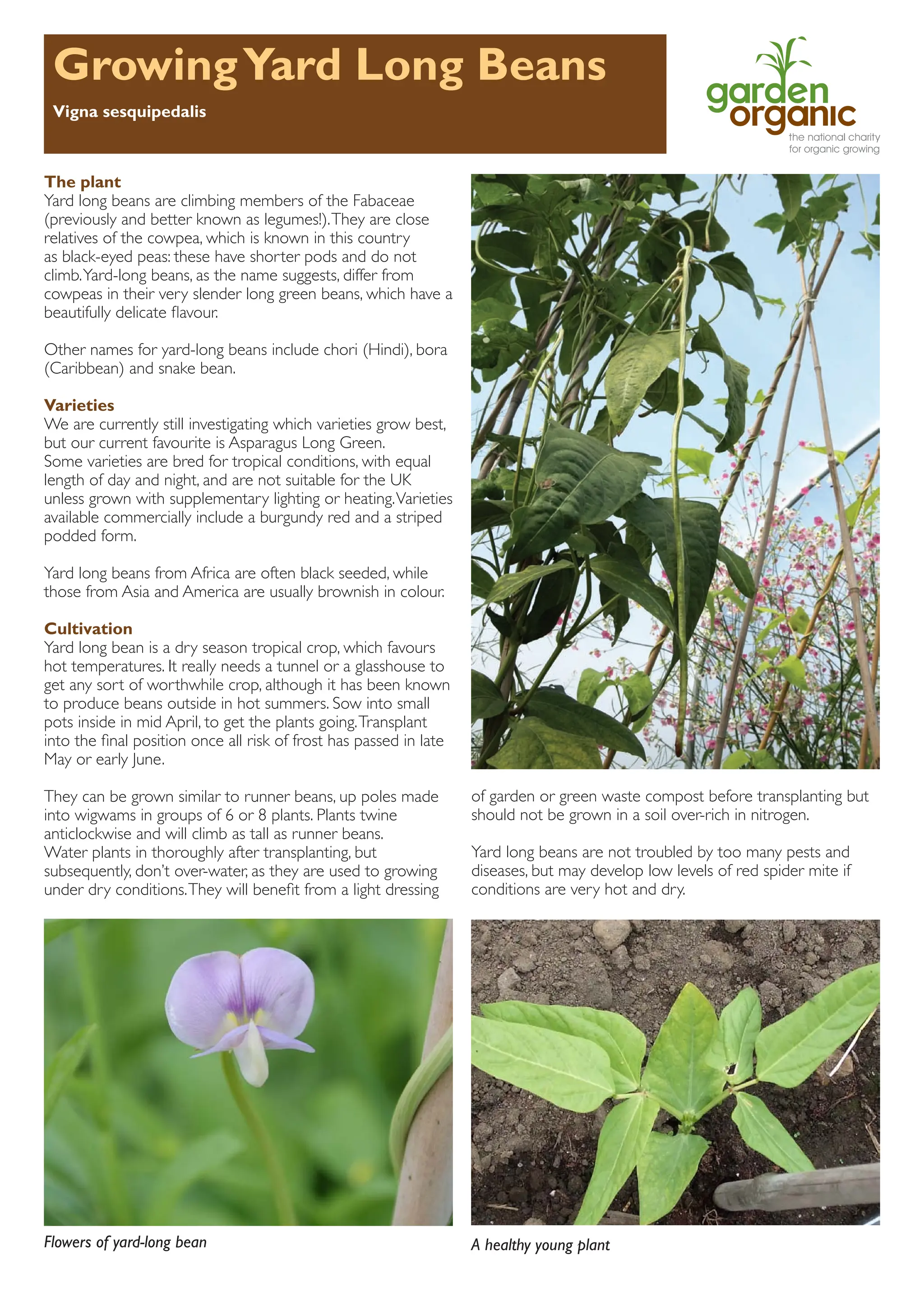 FactsheetYardLongBeans, FactsheetYardLongBeans | PDF