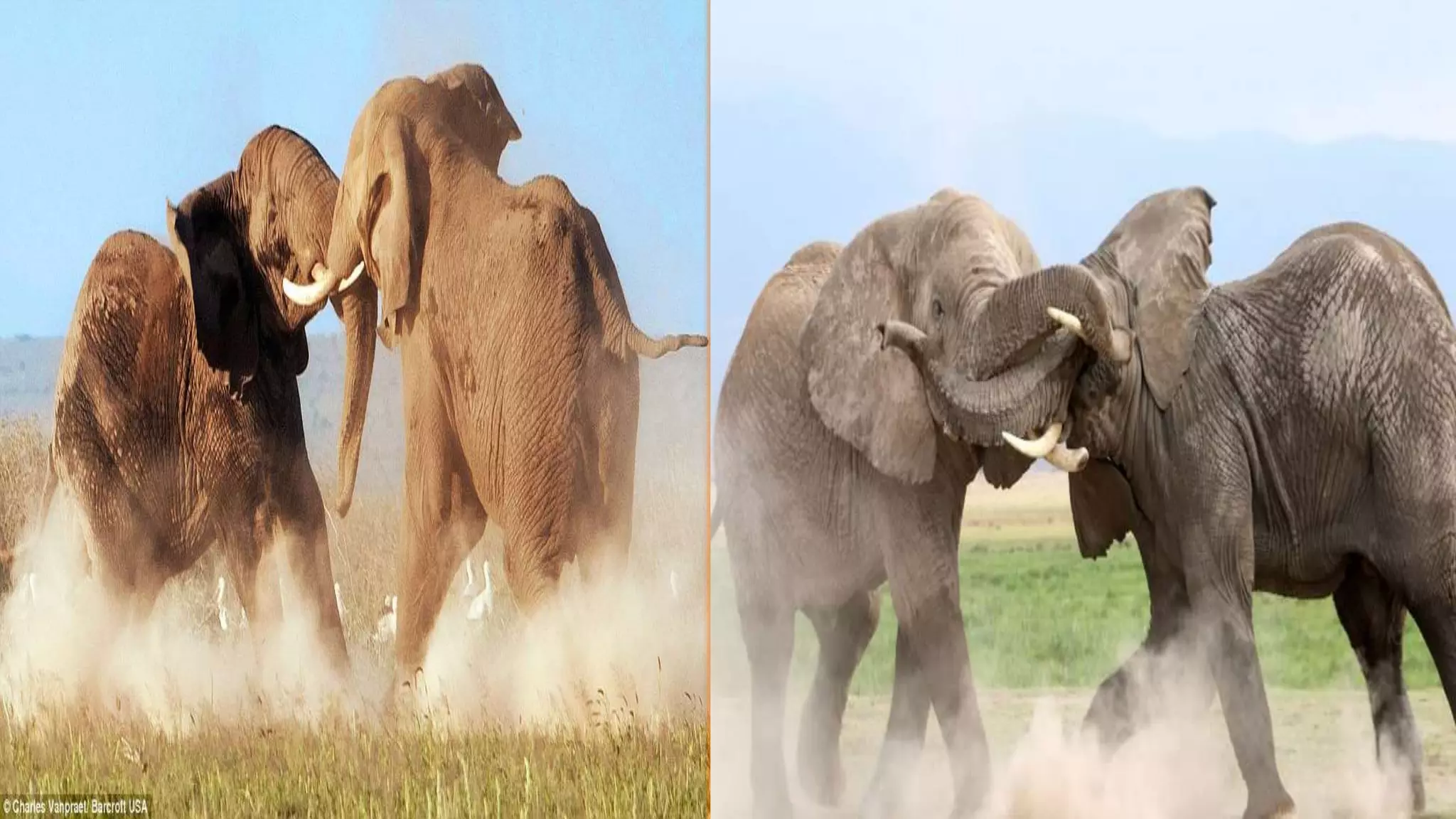 Facts of elephant reproduction | PPTX