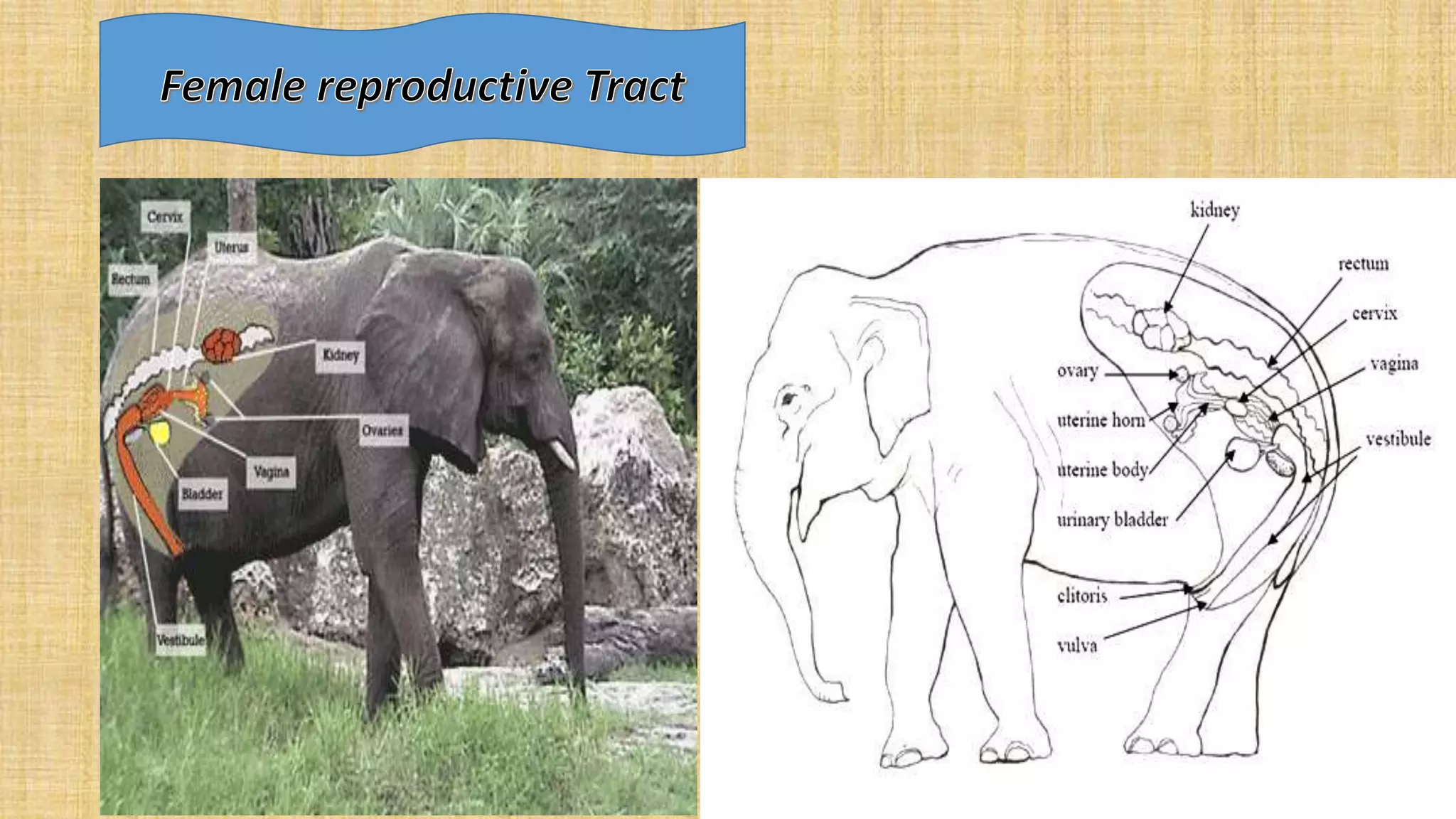 Facts of elephant reproduction | PPTX