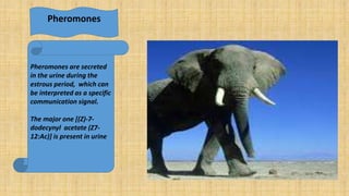 Facts of elephant reproduction | PPTX