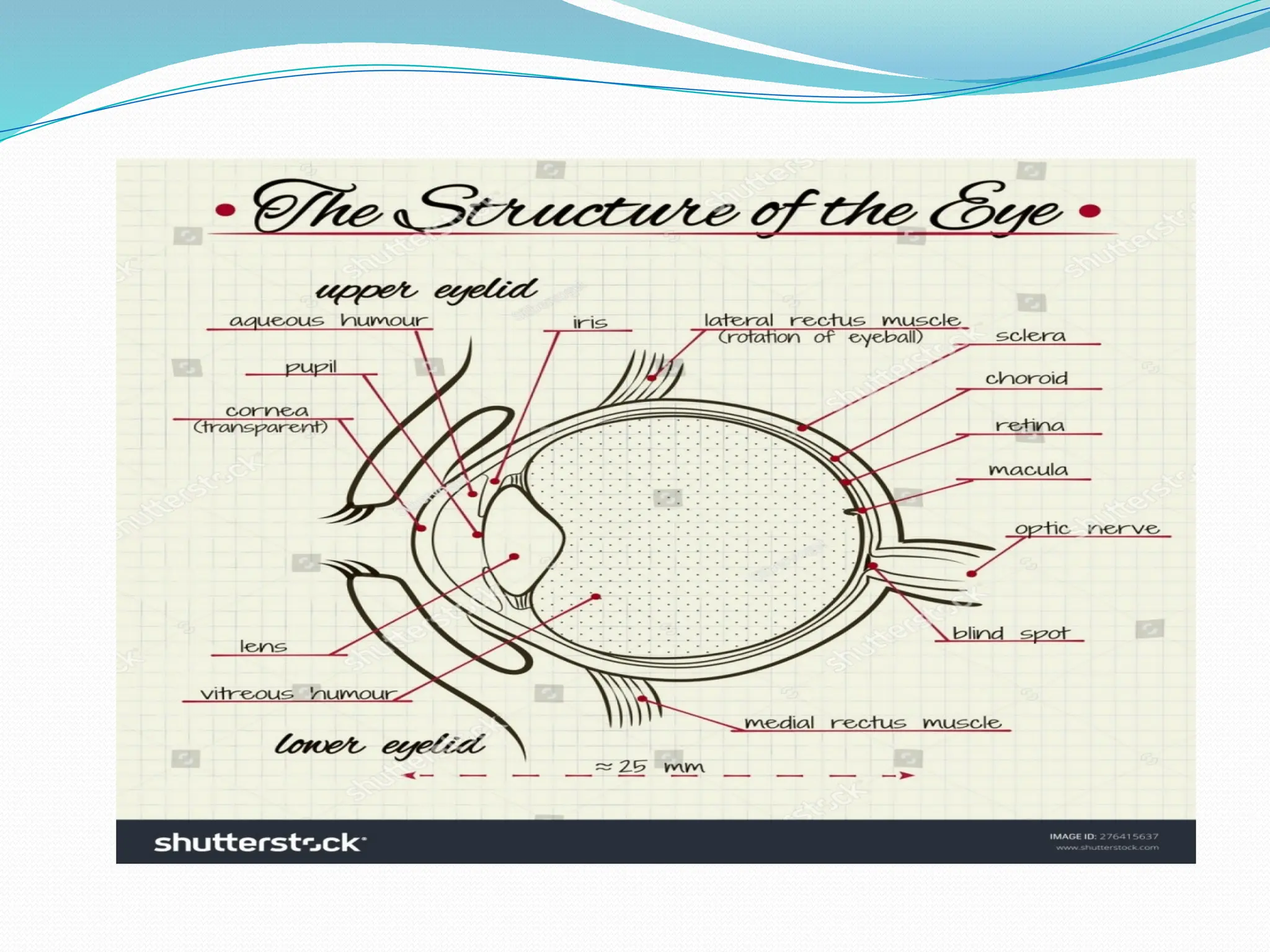 knowledge Pool ( Facts About Unique Eyes) | PPT
