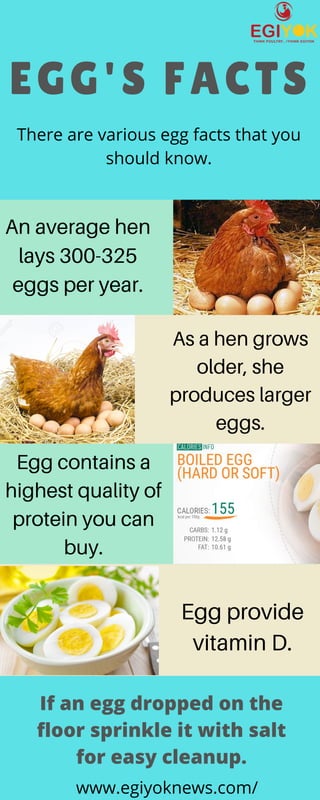 Facts you should know about egg | PDF