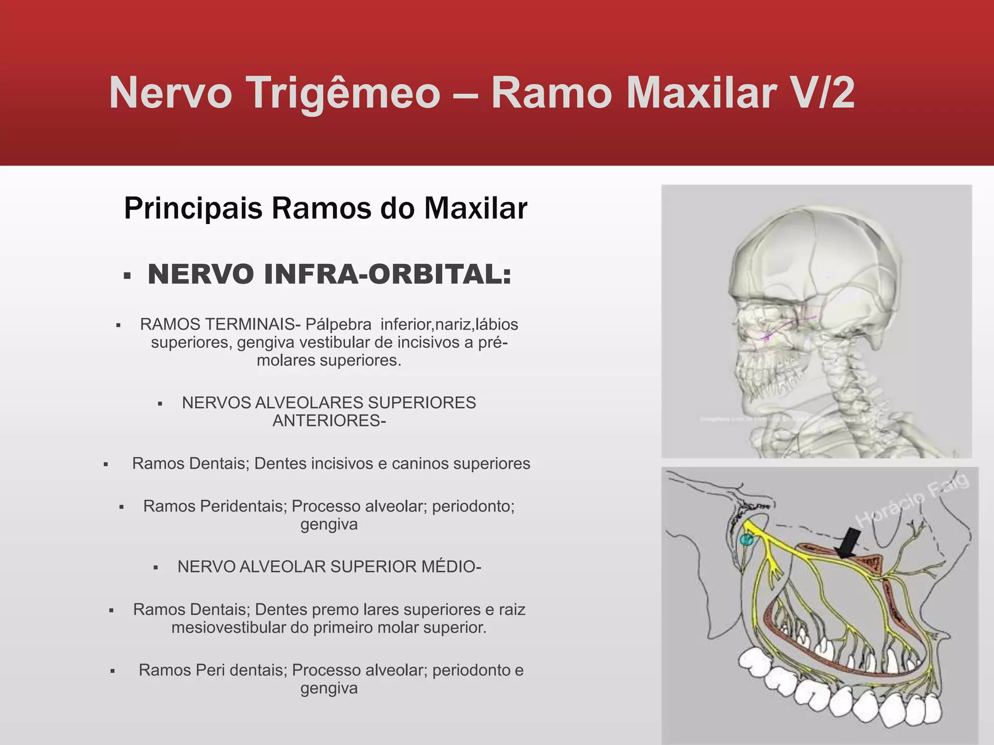 Anatomia do Trigêmeo (tópicos) - FACULDADE INTEGRADA DE PERNAMBUCO | PPSX