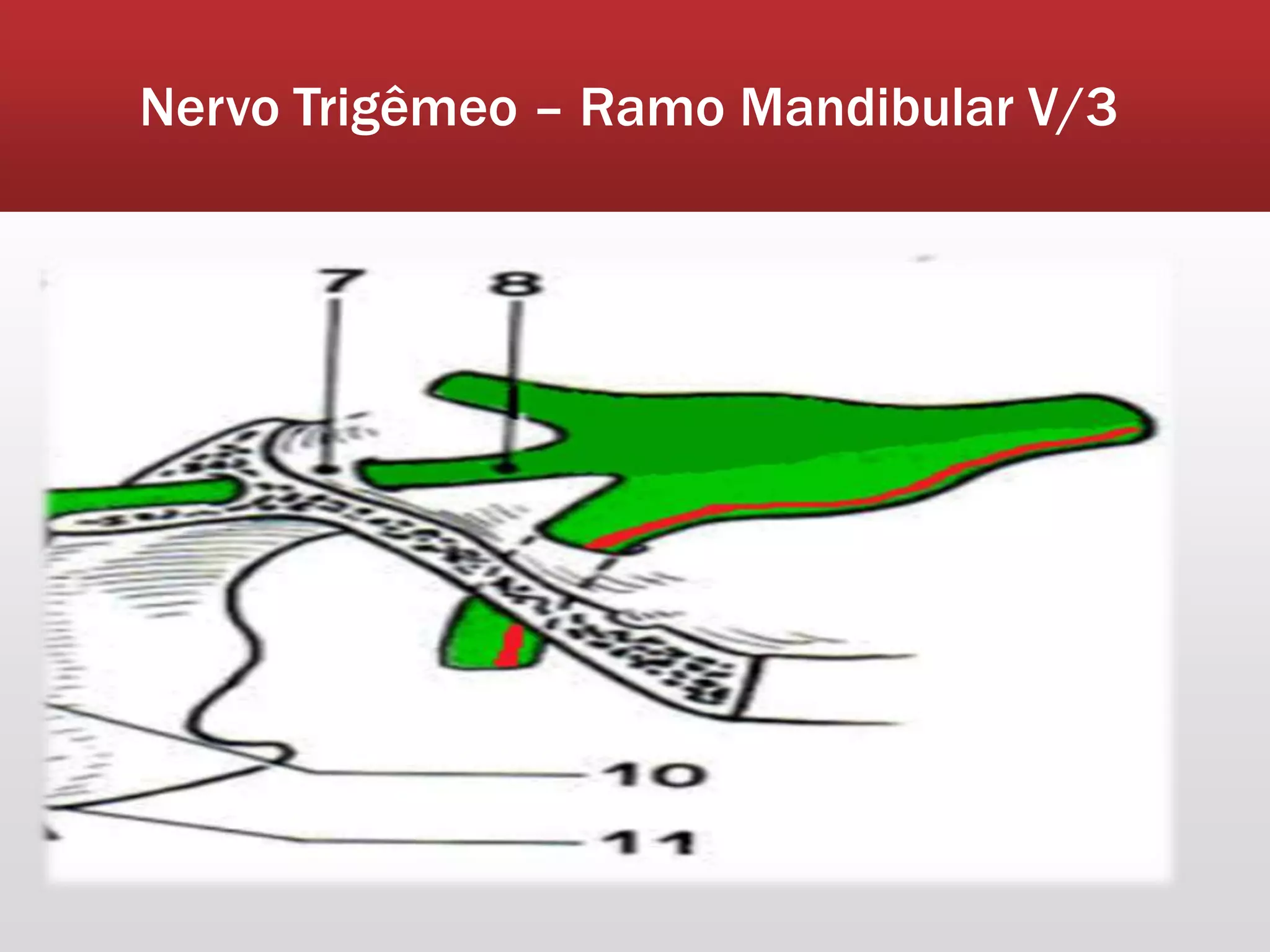 Anatomia do Trigêmeo (tópicos) - FACULDADE INTEGRADA DE PERNAMBUCO | PPSX