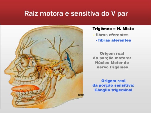 Anatomia do Trigêmeo (tópicos) - FACULDADE INTEGRADA DE PERNAMBUCO