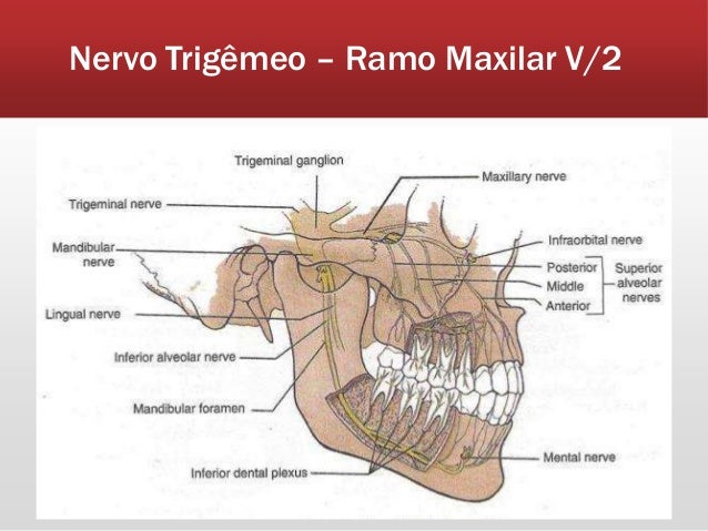 Anatomia do Trigêmeo (tópicos) - FACULDADE INTEGRADA DE PERNAMBUCO