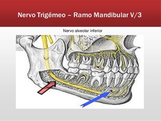 Anatomia do Trigêmeo (tópicos) - FACULDADE INTEGRADA DE PERNAMBUCO