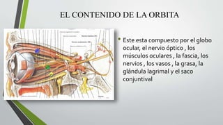 Estructura de la orbita del ojo . | PPTX