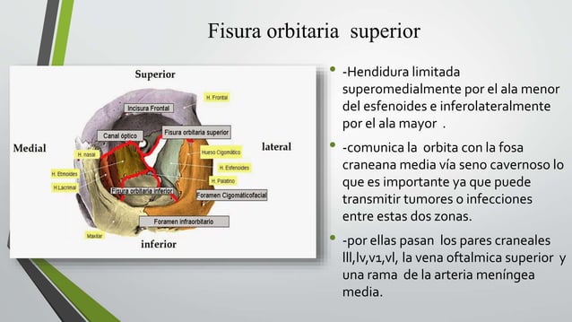 Estructura de la orbita del ojo . | PPTX