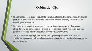 Estructura de la orbita del ojo . | PPTX