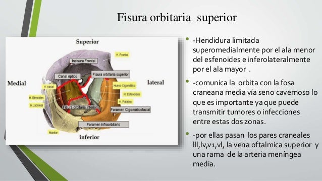 Estructura de la orbita del ojo