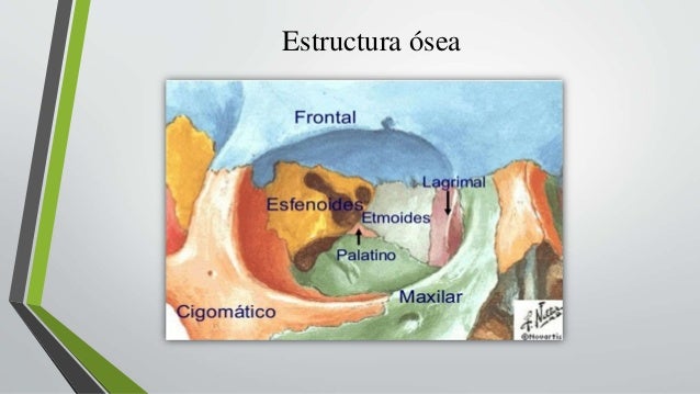Estructura de la orbita del ojo