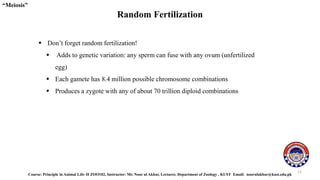 Faculty470 zoo102-kust20201-l13-v1-meiosis | PPT