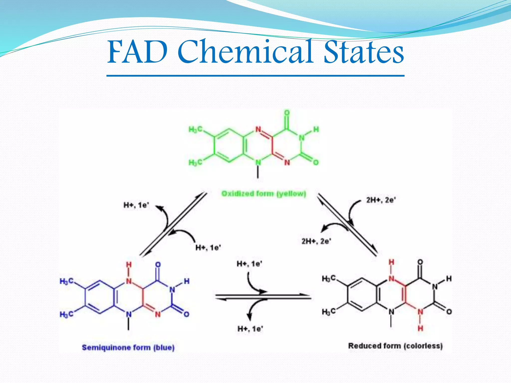 Fad – Flavin Adenine Dinucleotide | PPTX