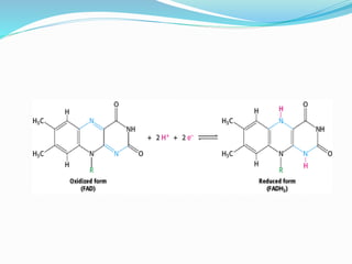 Fad – Flavin Adenine Dinucleotide | PPTX