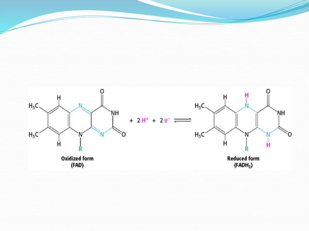 Fad – Flavin Adenine Dinucleotide | PPTX | Chemistry | Science