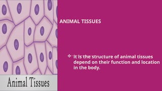 animal tissue group 11 in animal science | PPTX