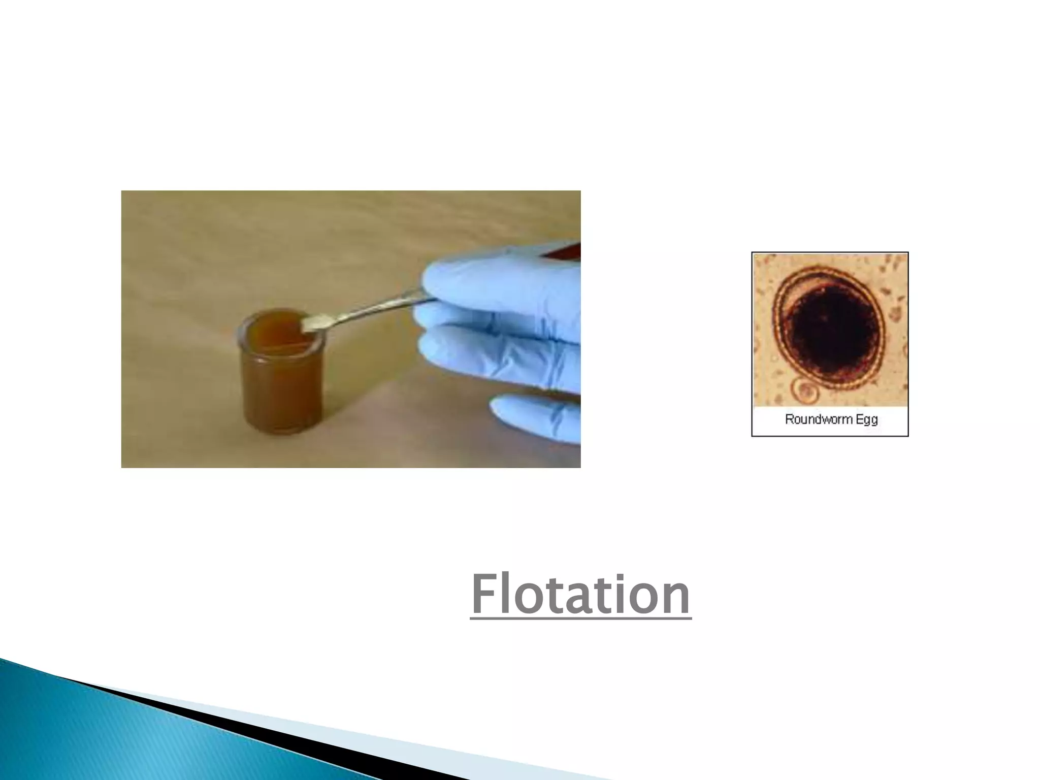 Faecal examination | PPTX