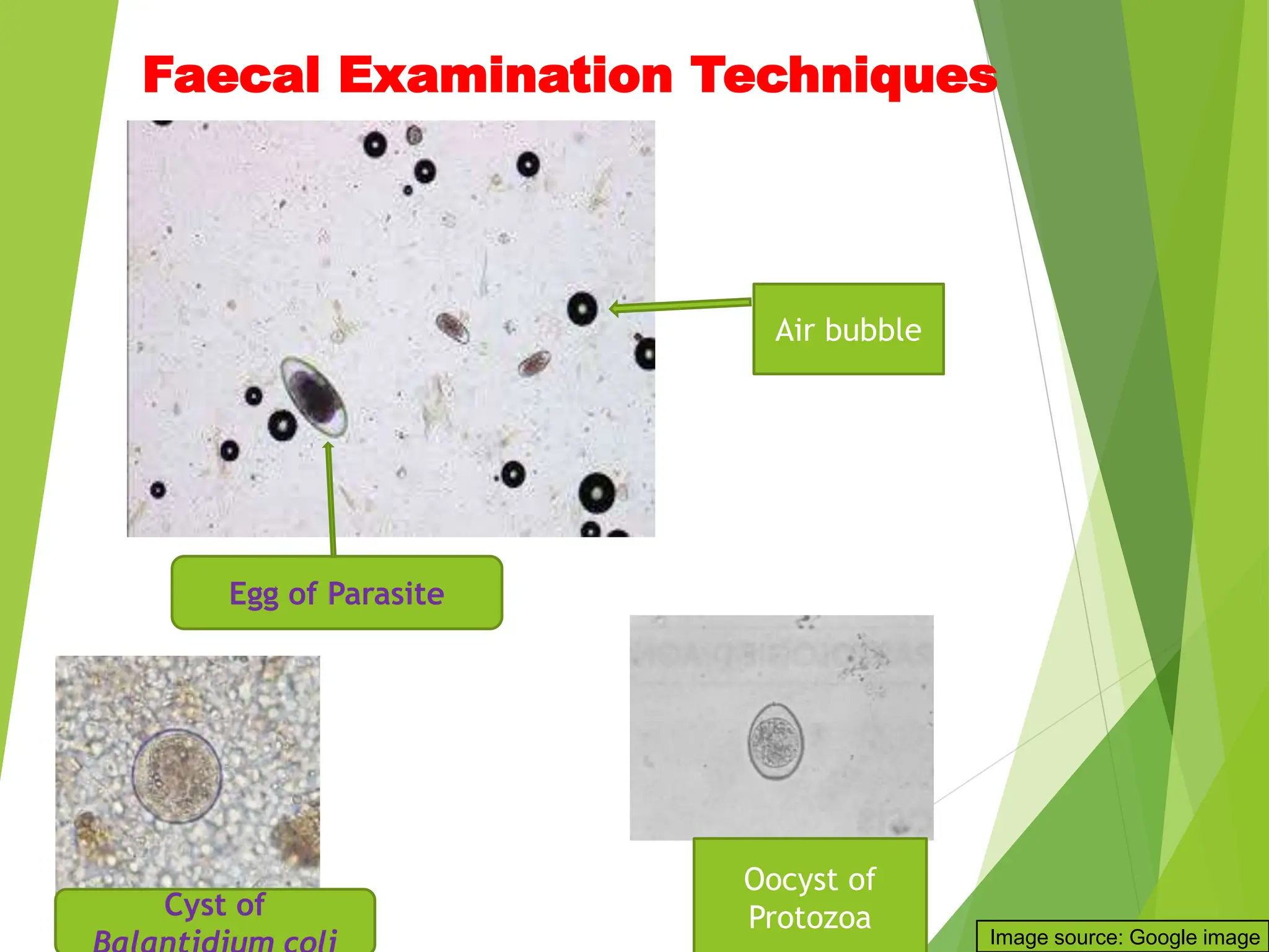 Faecal_Examination_Techniques_-II__Practical_.pptx