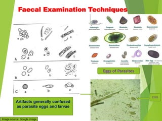 Faecal_Examination_Techniques_-II__Practical_.pptx