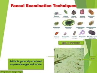 Faecal_Examination_Techniques_-II__Practical_.pptx