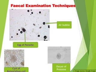 Faecal_Examination_Techniques_-II__Practical_.pptx