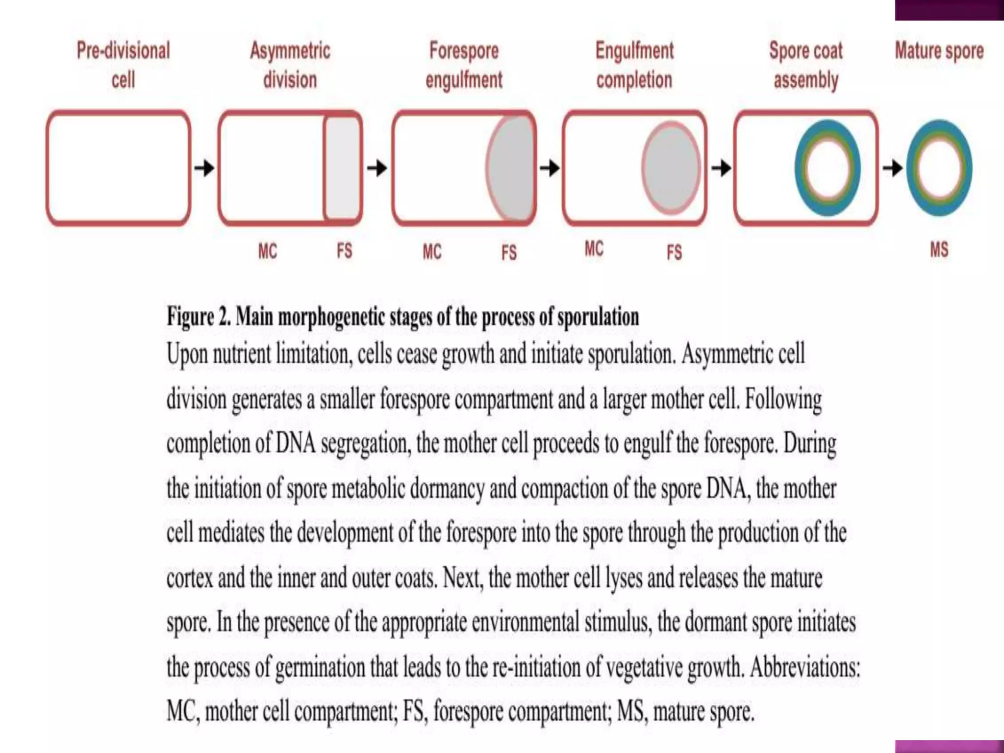 Faecal microbiota transplantation | PPTX
