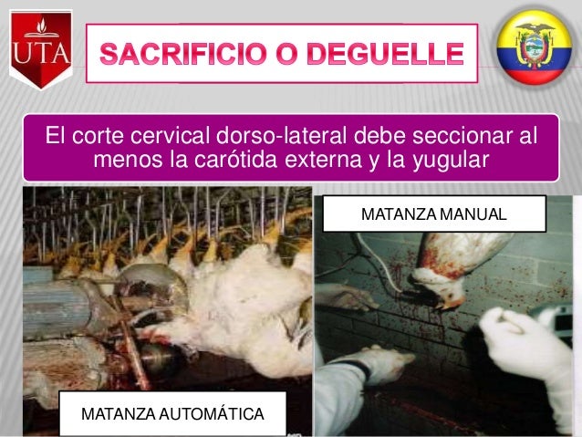 FAENAMIENTO DE POLLOS ANA BELÉN CHIFLA Y CARINA NÚÑEZ