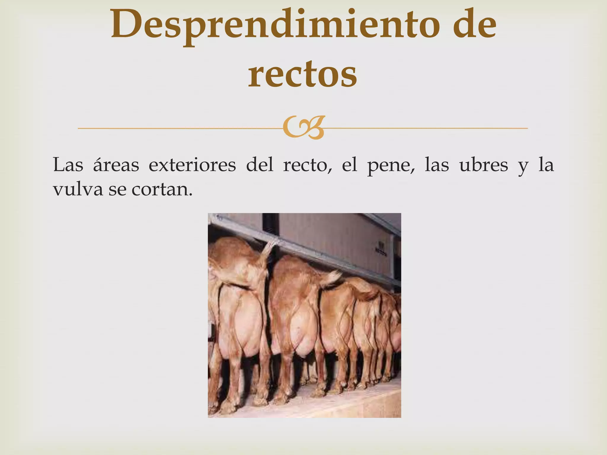 Proceso de Faenado en bovinos | PPTX