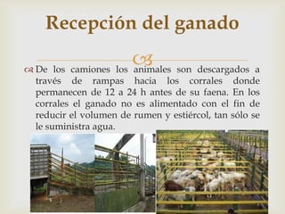 Proceso de Faenado en bovinos | PPTX