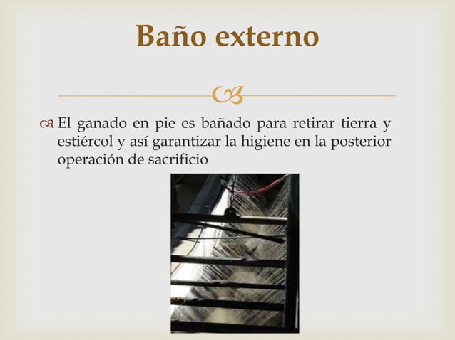 Proceso de Faenado en bovinos | PPTX
