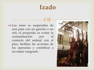 Proceso de Faenado en bovinos | PPTX