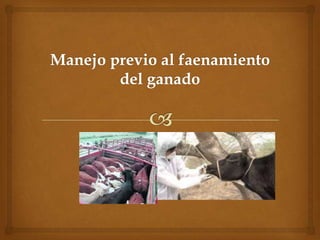 Proceso de Faenado en bovinos | PPTX