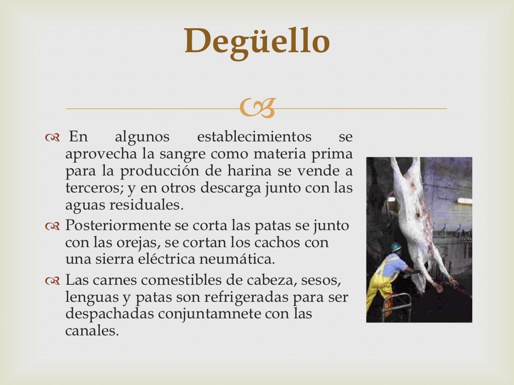 Proceso de Faenado en bovinos