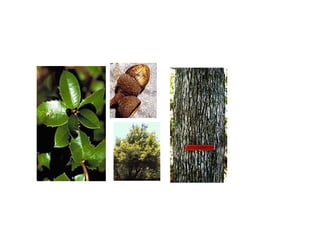 Fagaceae | PPT