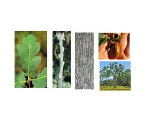 Fagaceae | PPT