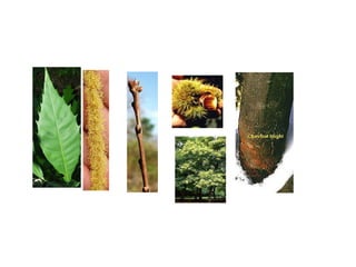 Fagaceae | PPT