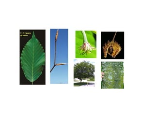 Fagaceae | PPT