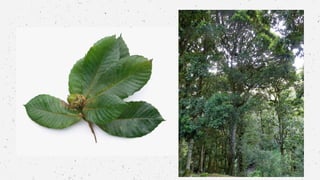 Familia Fagaceae | PDF