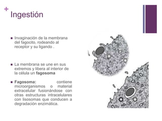 Fagocitosis | PPTX