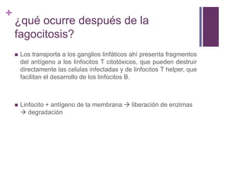 Fagocitosis | PPTX